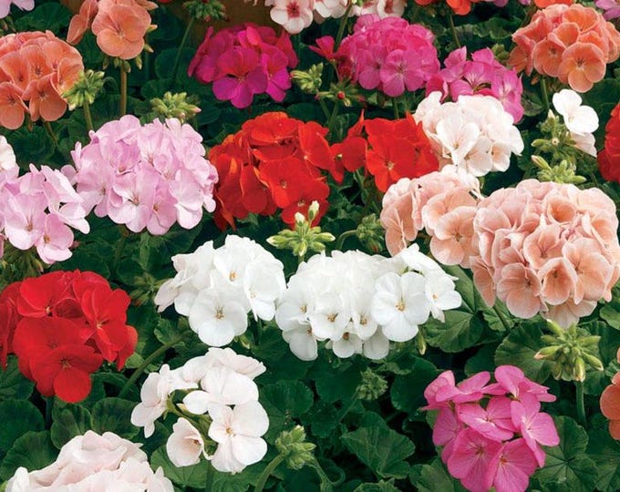 Geranium Flower Mix - Live Plants - Etsy