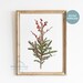 Red Winter Berries and Pine Print, Red Berry Printable Art, Pine Tree ...