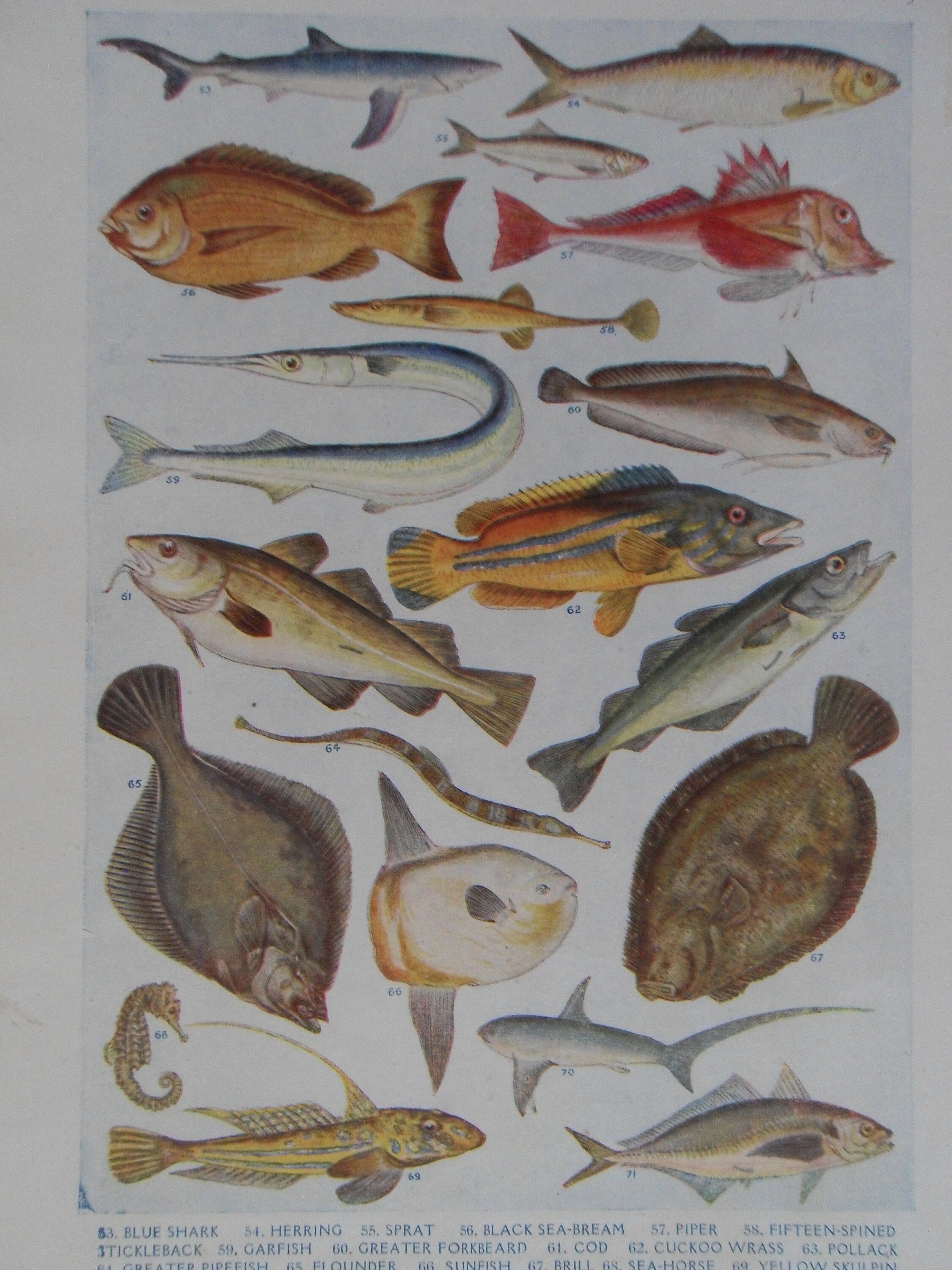 Set of 2 Vintage C1940s Fishes of British Seas Book Page Print Fish ...