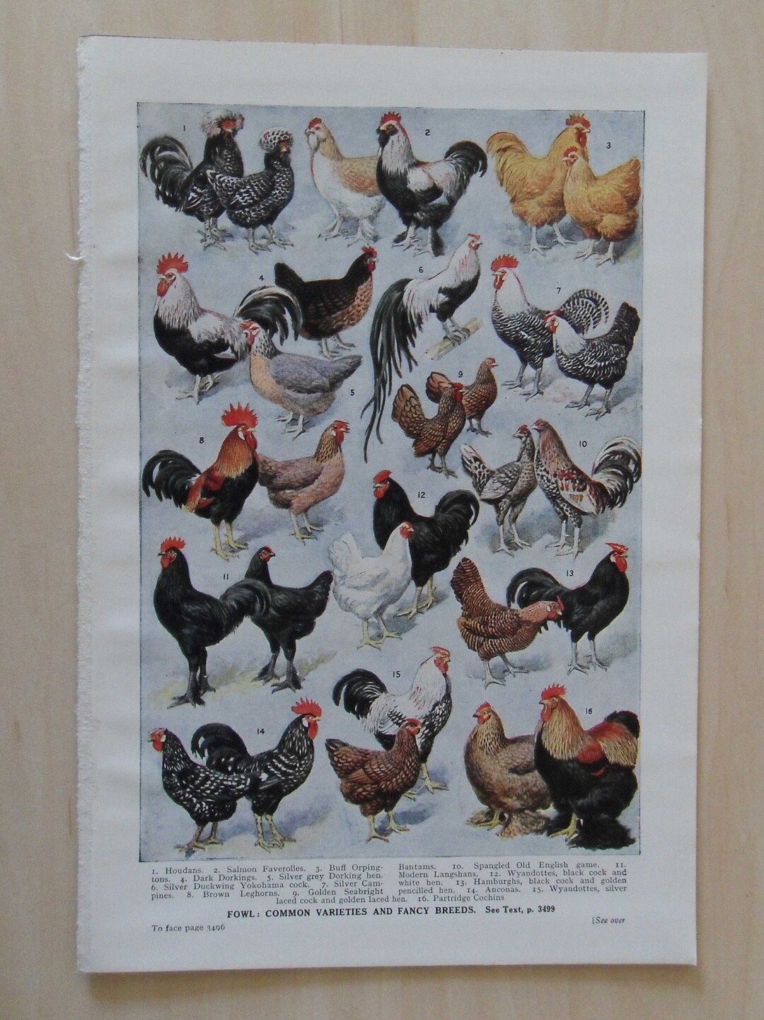 Antique C1910s Fowl Hen Book Page Print Types Hen Diagram British and ...