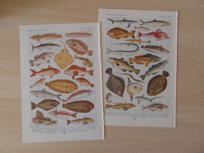 Set of 2 Vintage C1940s Fishes of British Seas Book Page Print Fish ...