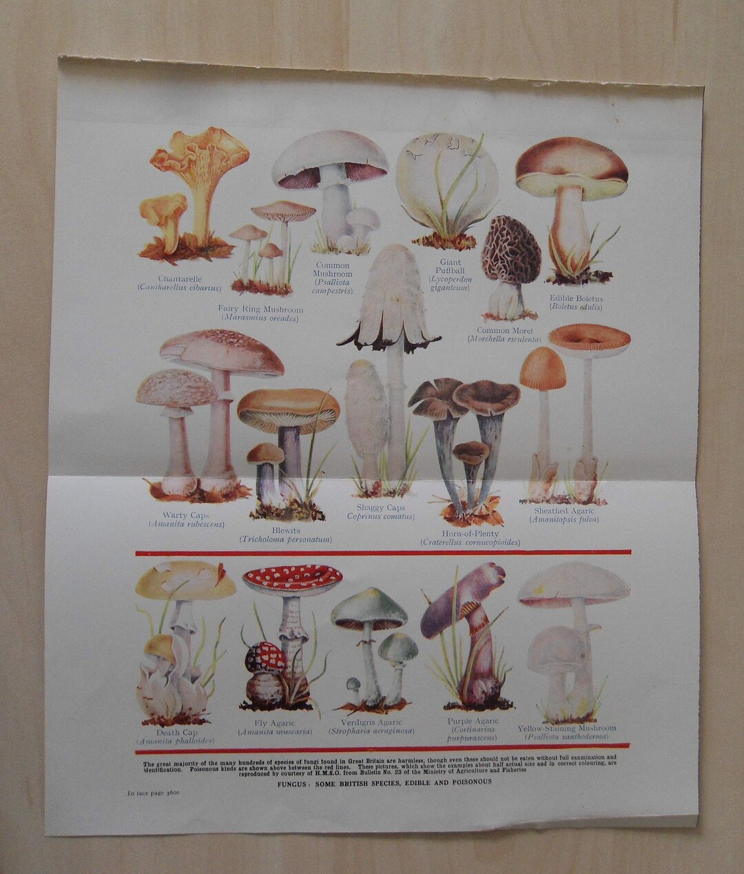 Original Vintage C1950s British Species Edible and Poisonous Fungus ...