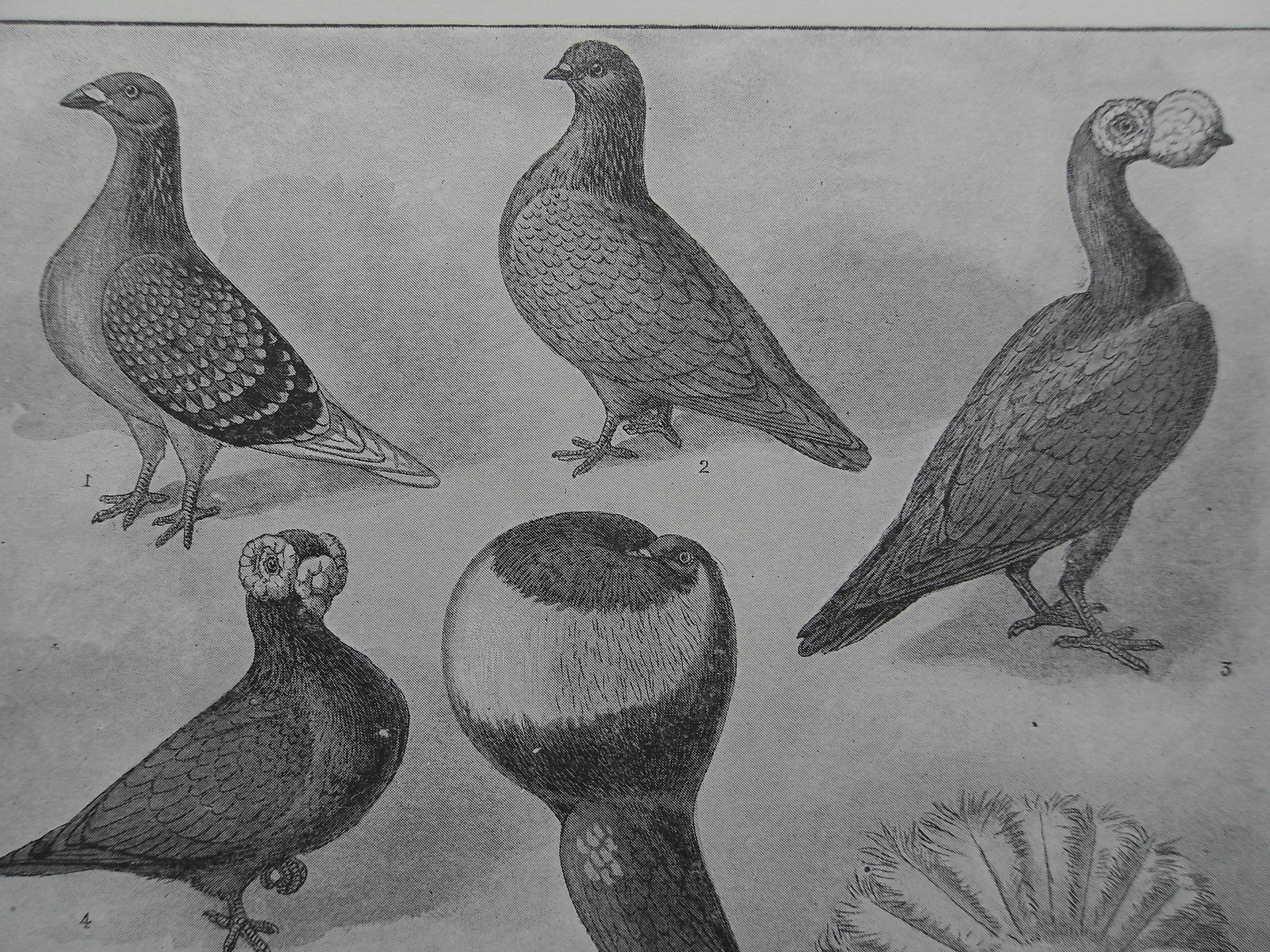Original Antique C1900 Types of Pigeons Book Page Print Domesticated ...