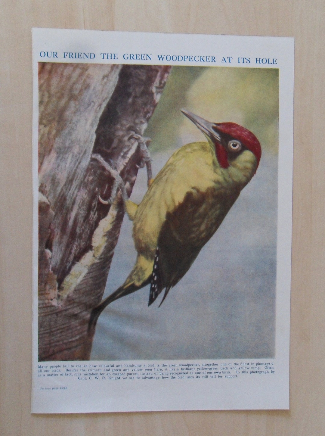 Original Vintage C1930s Green Woodpecker at Its Hole Book Page Print ...