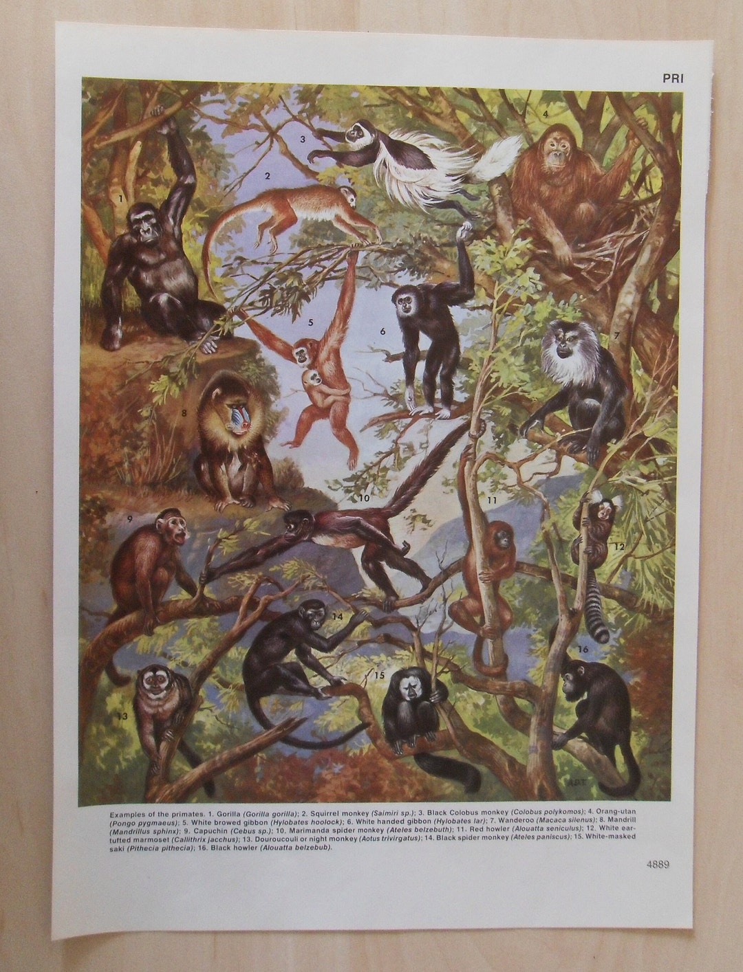 Vintage Primates Book Page Prints C1950s - Types of Gorilla Monkeys ...