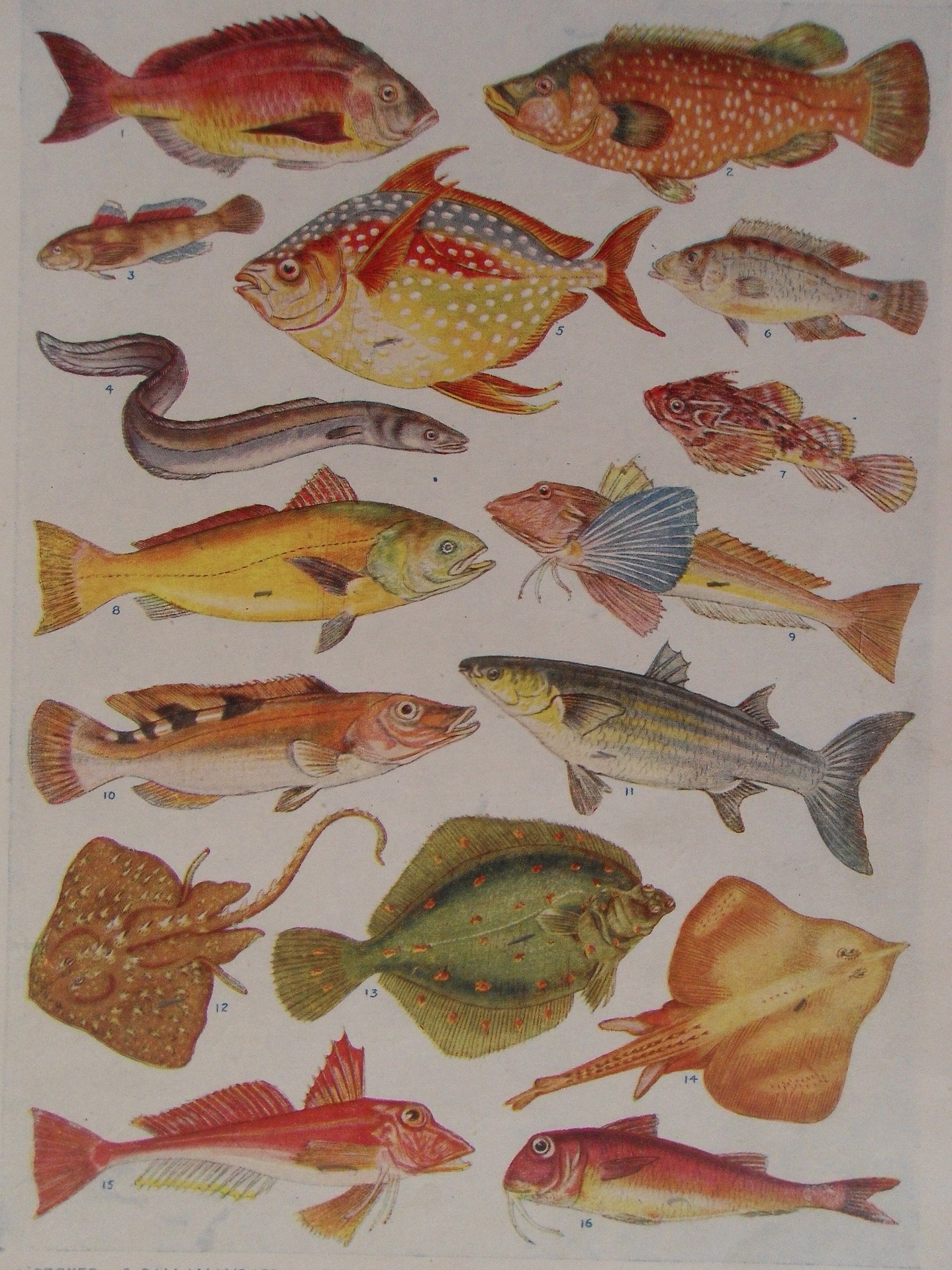 Set of 2 Vintage C1940s Fishes of British Seas Book Page Print Fish ...