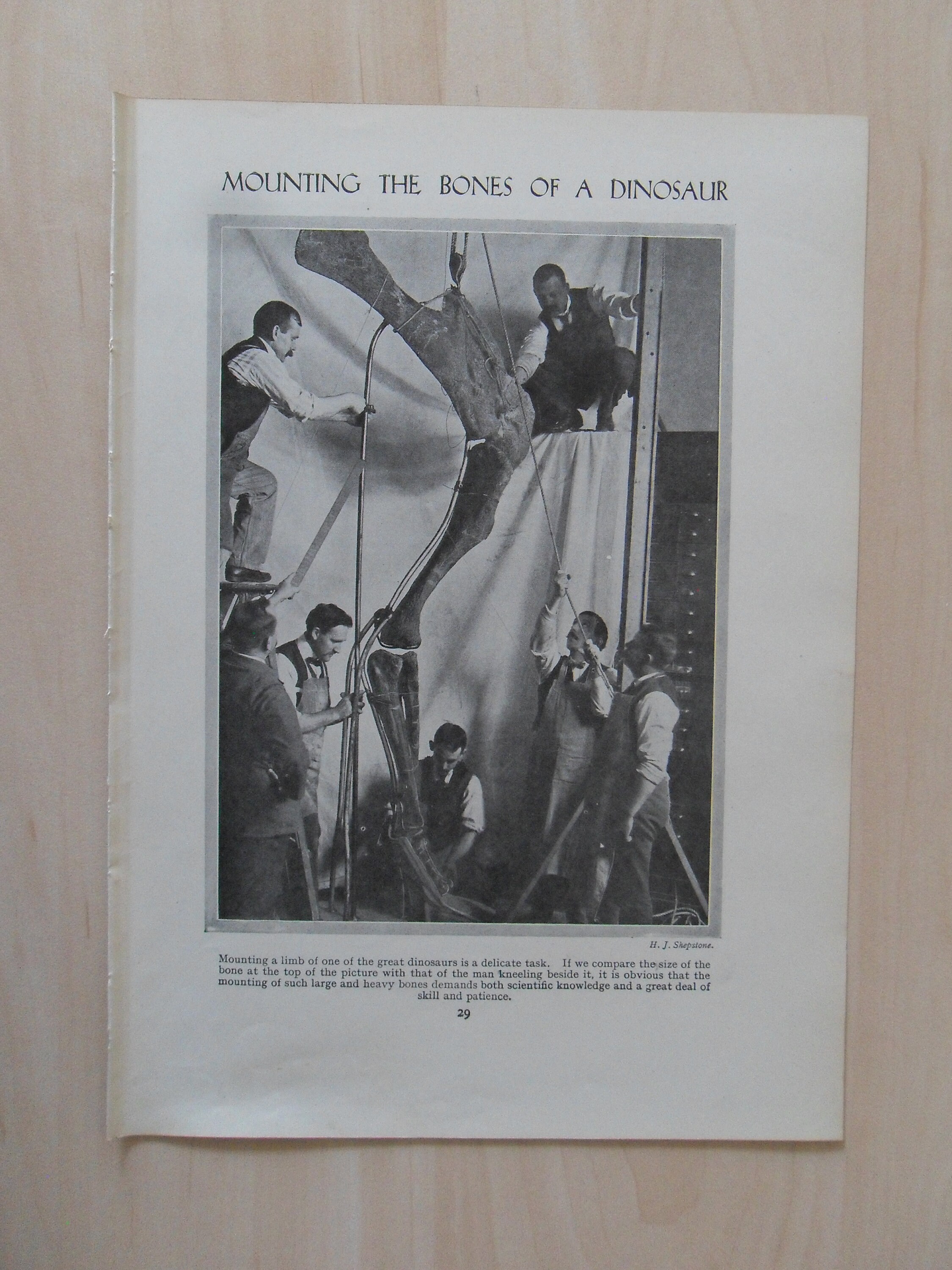 Vintage C1930s Mounting Dinosaur Bones at the Museum Book Page Print ...