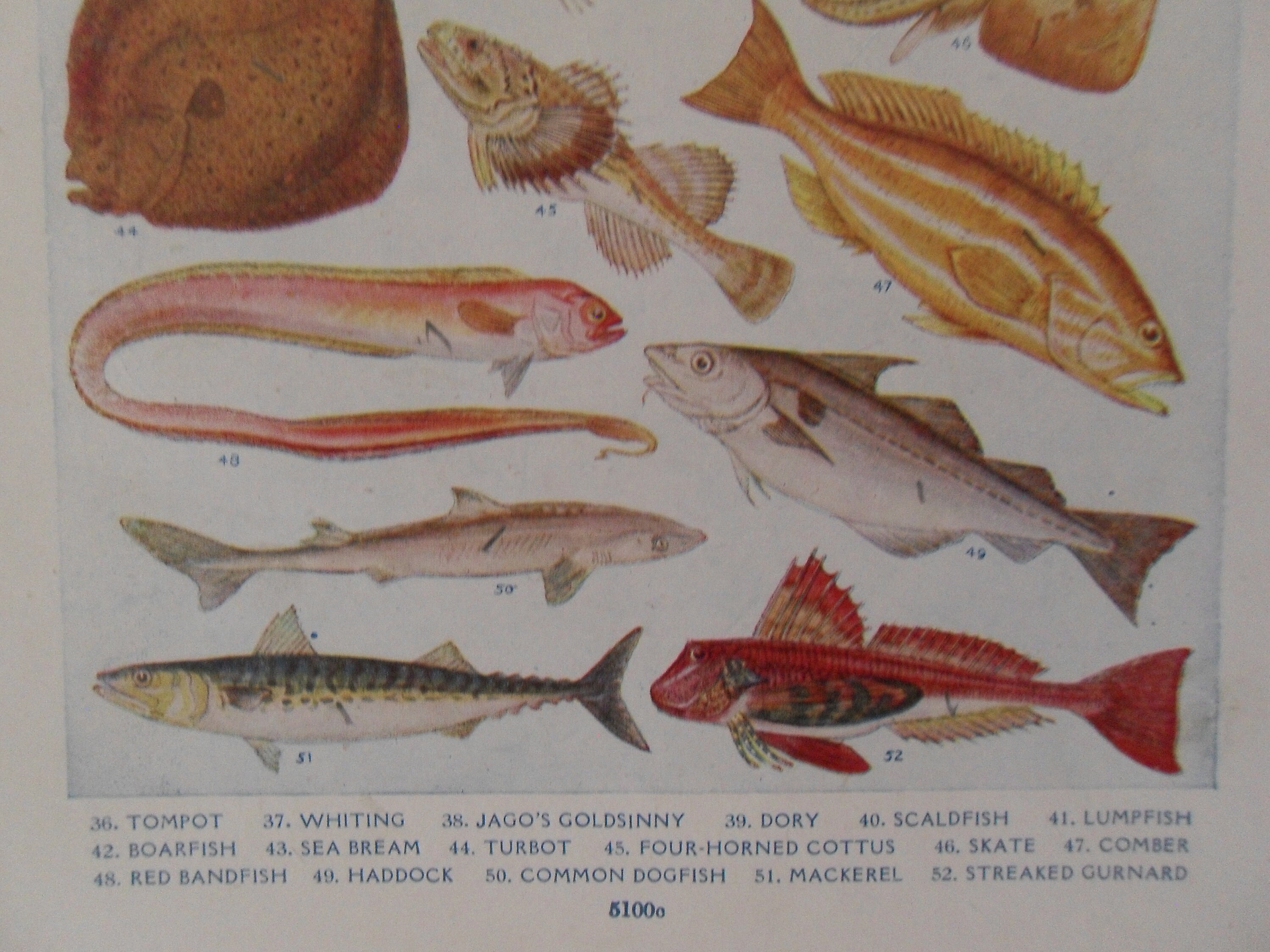 Set of 2 Vintage C1940s Fishes of British Seas Book Page Print Fish ...