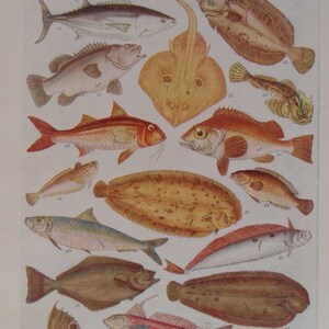 Set of 2 Vintage C1940s Fishes of British Seas Book Page Print - Fish ...