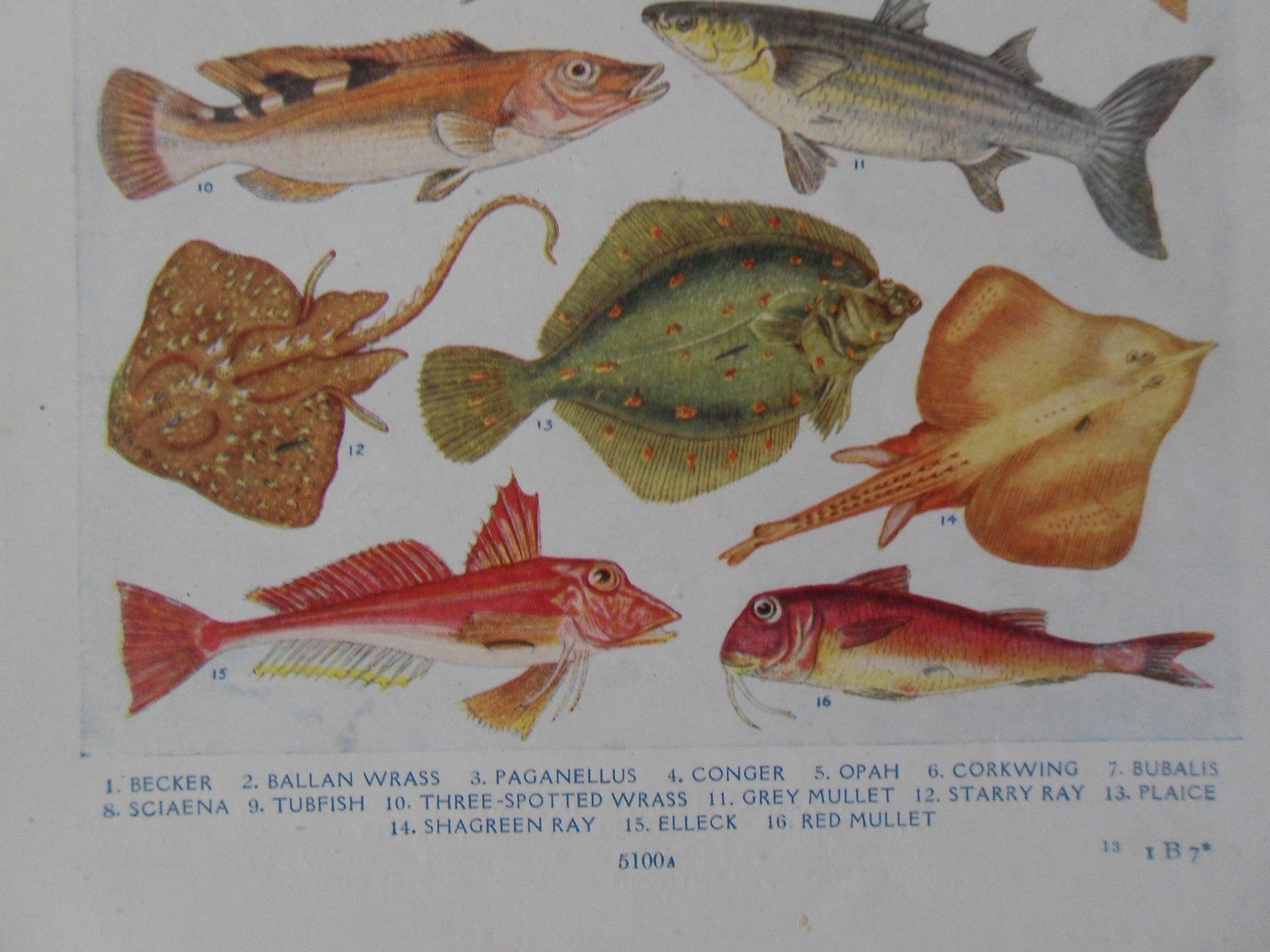 Set of 2 Vintage C1940s Fishes of British Seas Book Page Print Fish ...