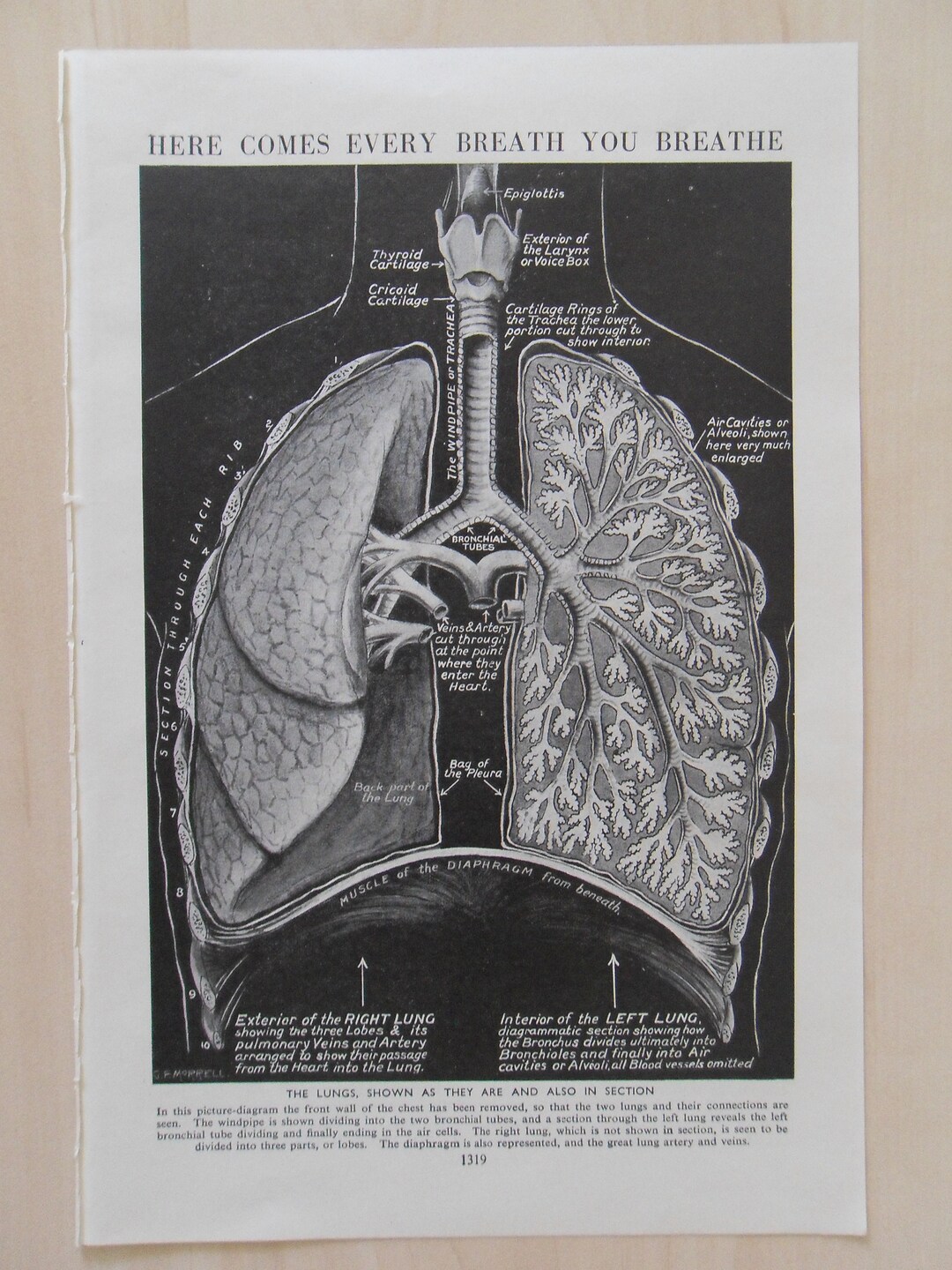Vintage Lung Diagram How We Breathe Original 1920's Picture Print Book ...