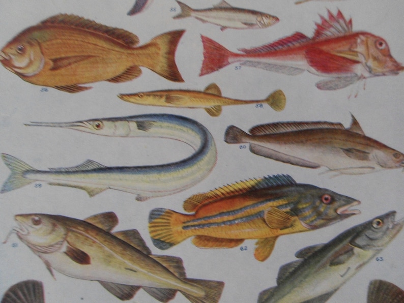 Set of 2 Vintage C1940s Fishes of British Seas Book Page Print Fish ...