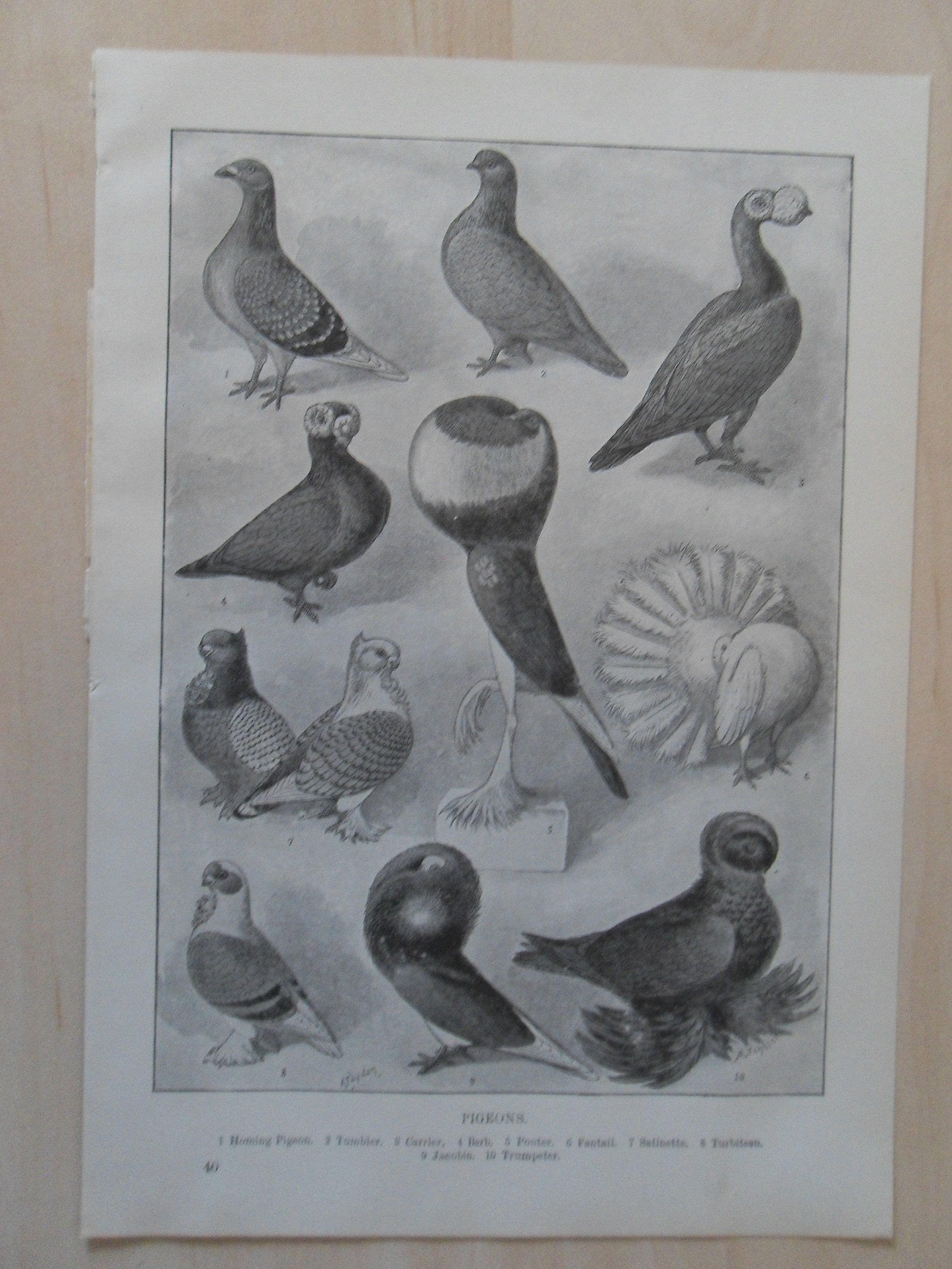 Original Antique C1900 Types of Pigeons Book Page Print Domesticated ...