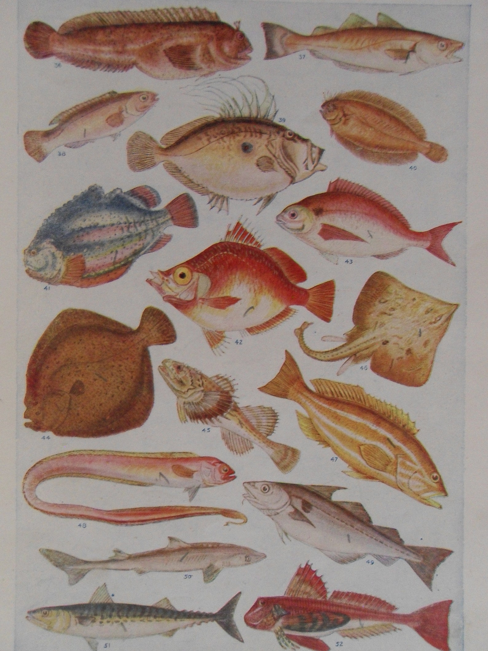Set of 2 Vintage C1940s Fishes of British Seas Book Page Print Fish ...