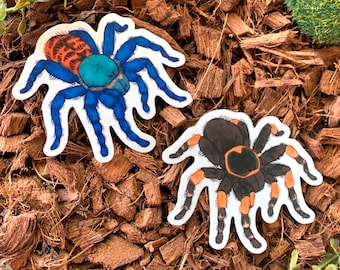 Tarantula Enclosure Labels - Etsy