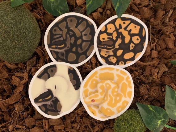 Coiled Ball Python Decals / Stickers WATERPROOF Your Choice | Etsy