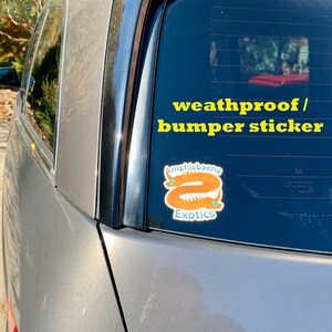 Coiled Ball Python Decals / Stickers, WATERPROOF, Your Choice of One - Etsy