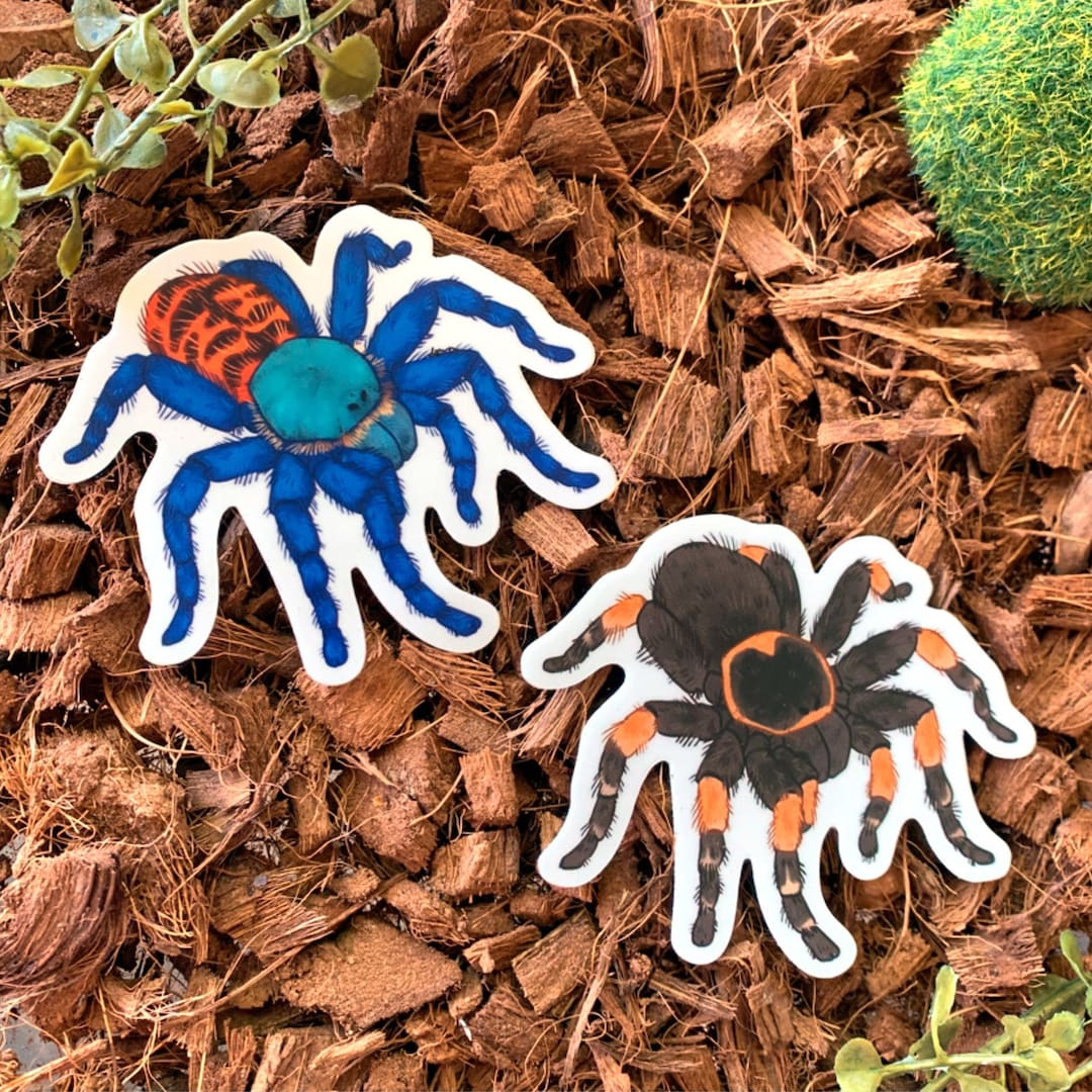 Tarantula Spider Decals / Stickers, WATERPROOF, Your Choice of One - Etsy