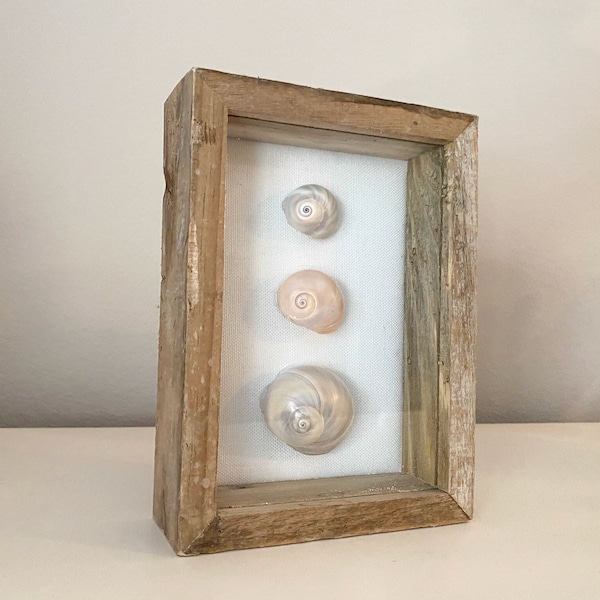 Shell Shadow Box - Etsy