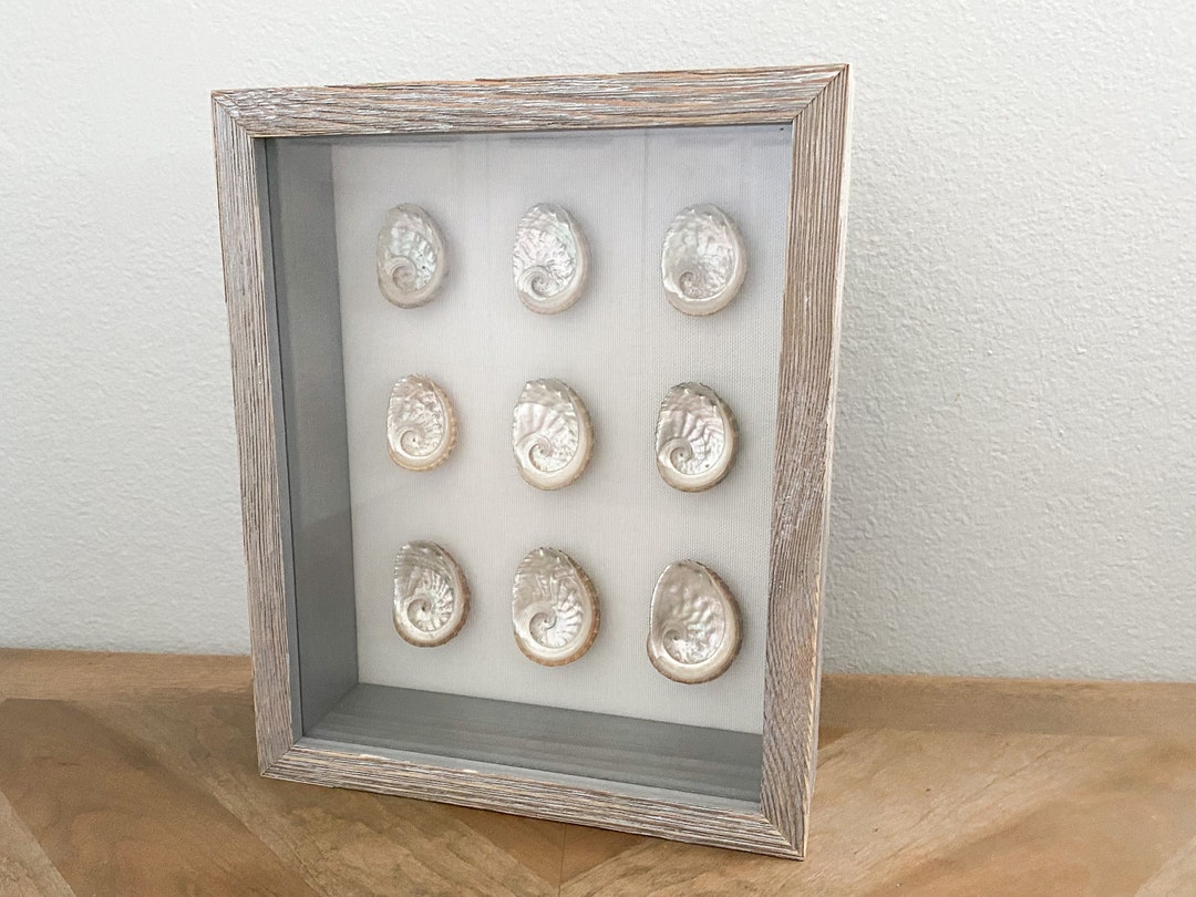 Abalone Shell Shadow Box, Coastal Seashell Shadow Box, Modern Coastal ...
