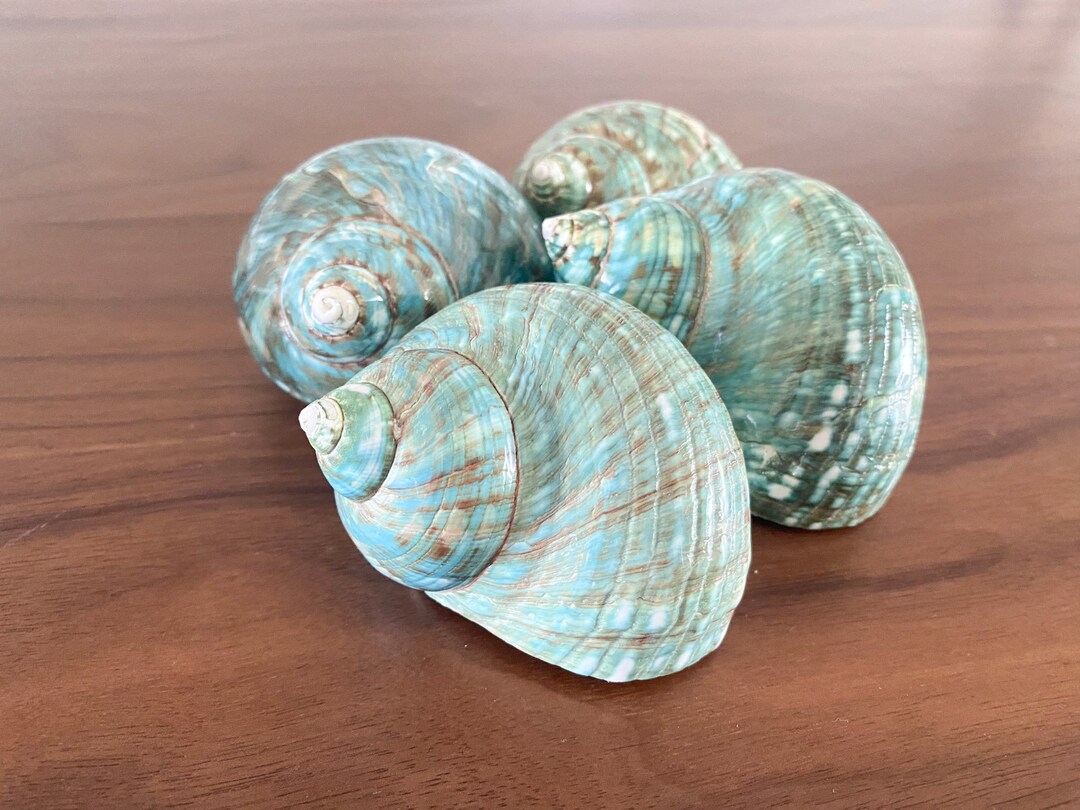 Polished Jade Turbo Shell, Seashell Decor, Shell Vase Filler, Beachy ...