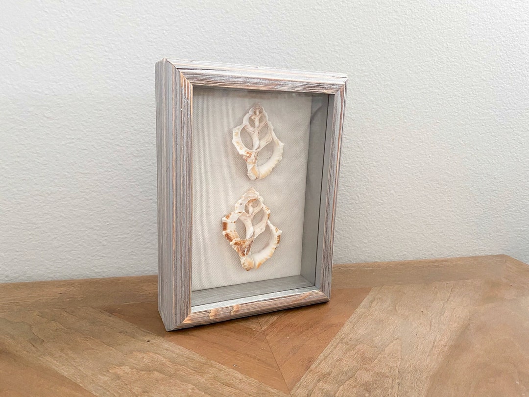 Cut Shell Shadow Box Shell Shadow Box Coastal Shadow Box - Etsy