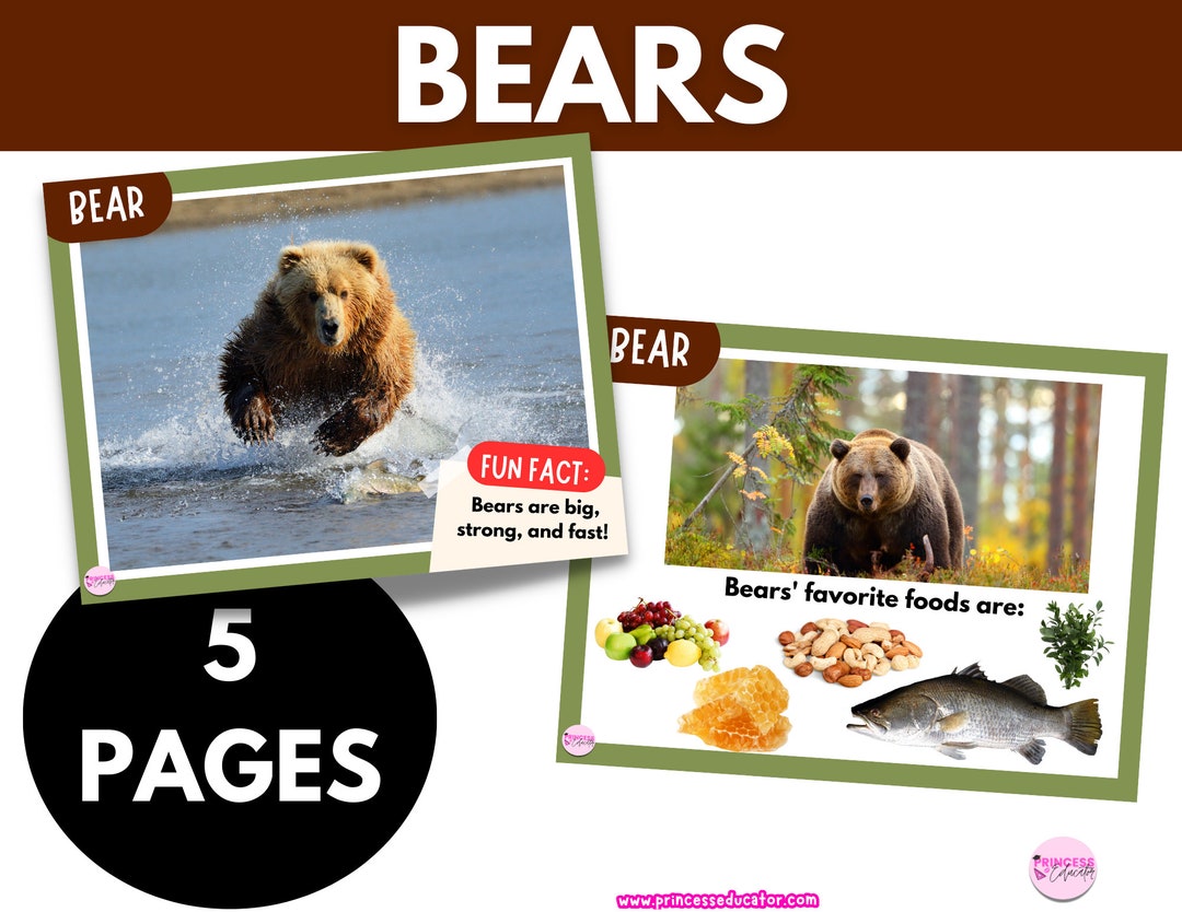 Bear Learning Cards - Etsy