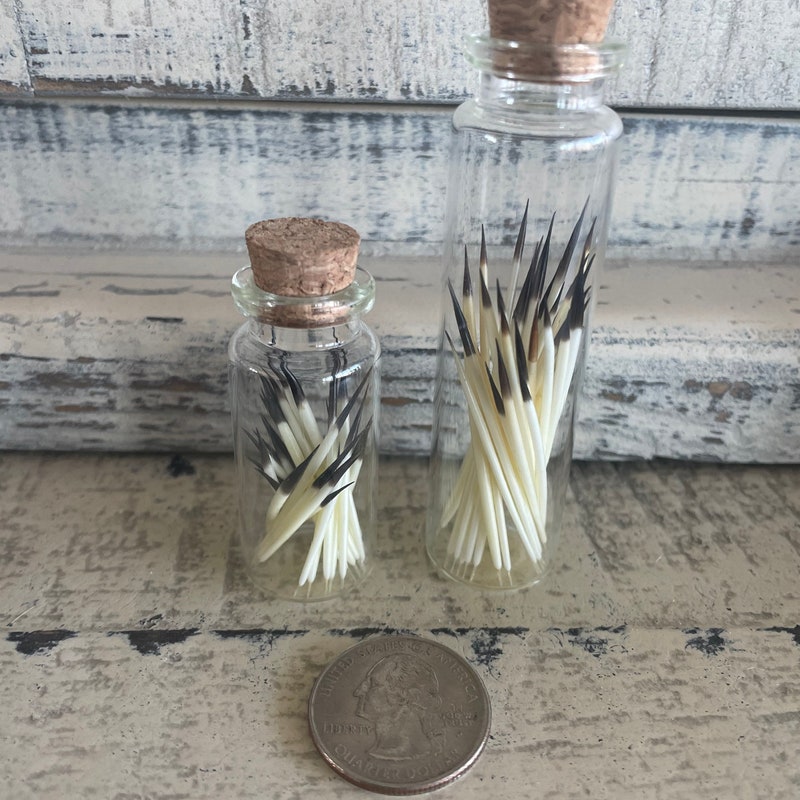 Porcupine Quills - Etsy