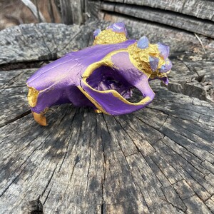 Purple and Gold Real Beaver Skull With Aura Amethysts - Etsy