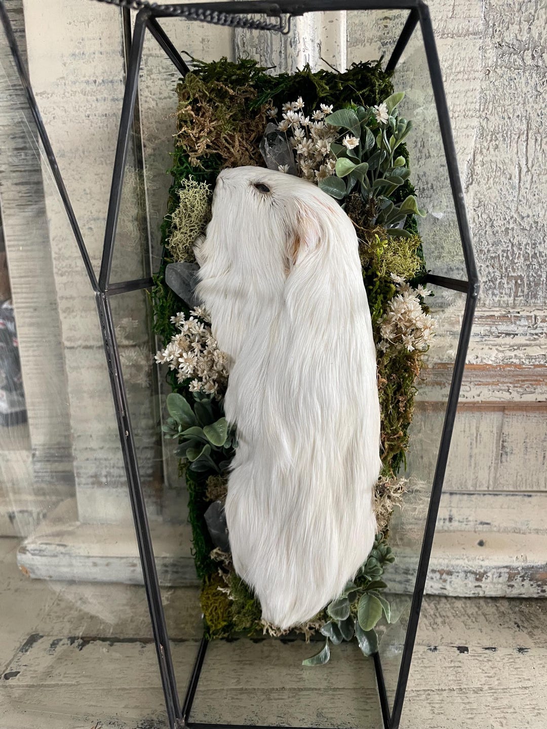 Taxidermy Guinea Pig Coffin Display - Etsy