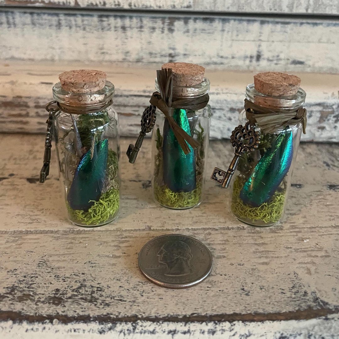 Jewel Beetle Oddity Bottle With Moss and Quartz - Etsy