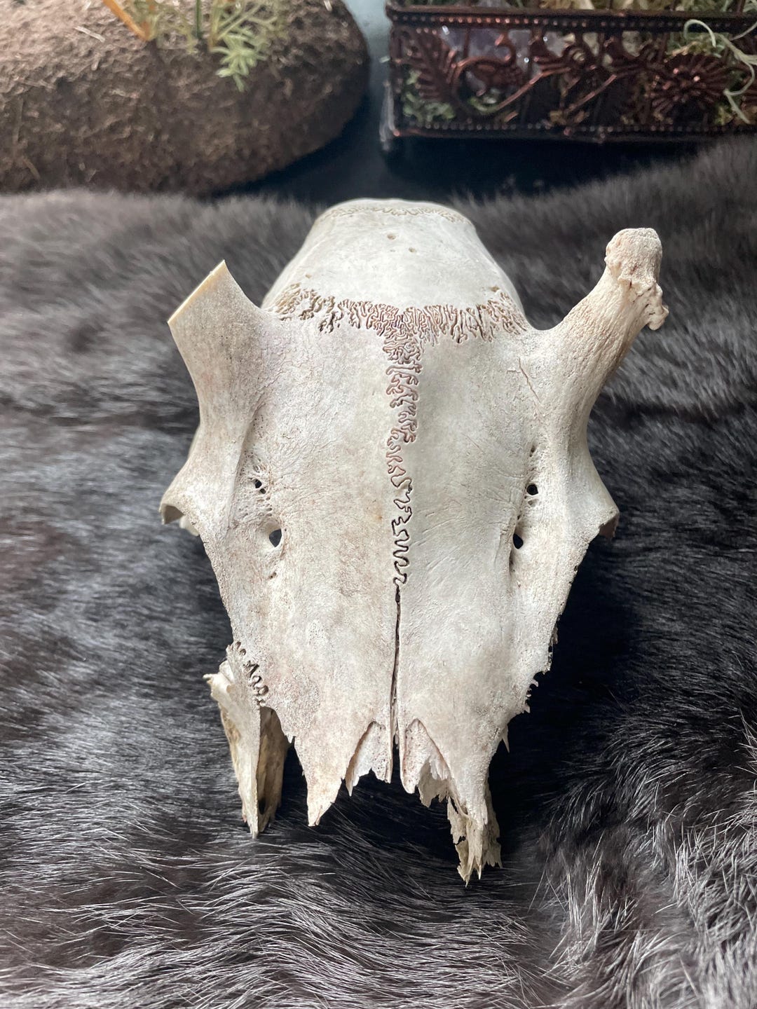 Real Partial Deer Skull Ethically Sourced - Etsy