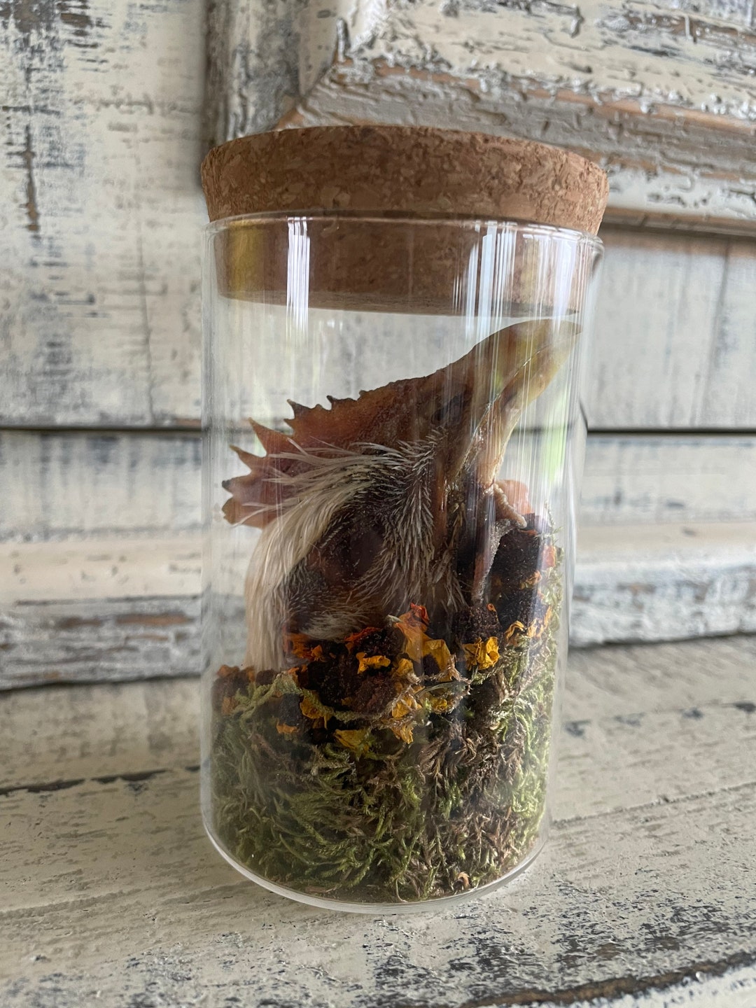 Chicken Head Jar With Moss and Flowers Oddity Display - Etsy