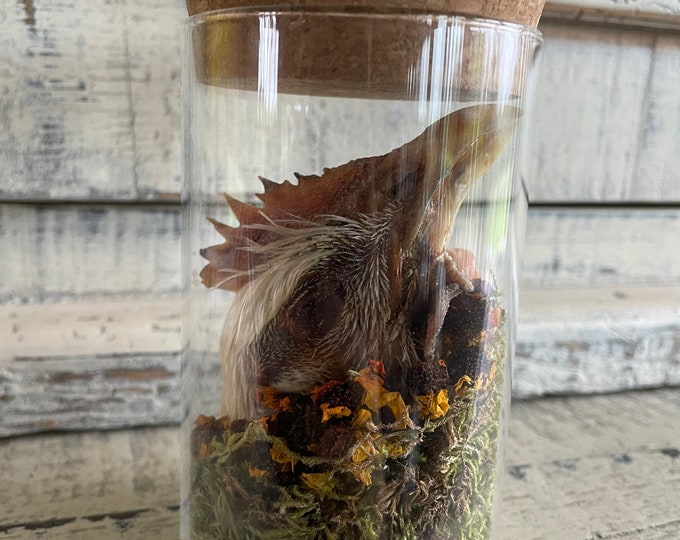 Glass Eye Mummy Rabbit Heads - Etsy