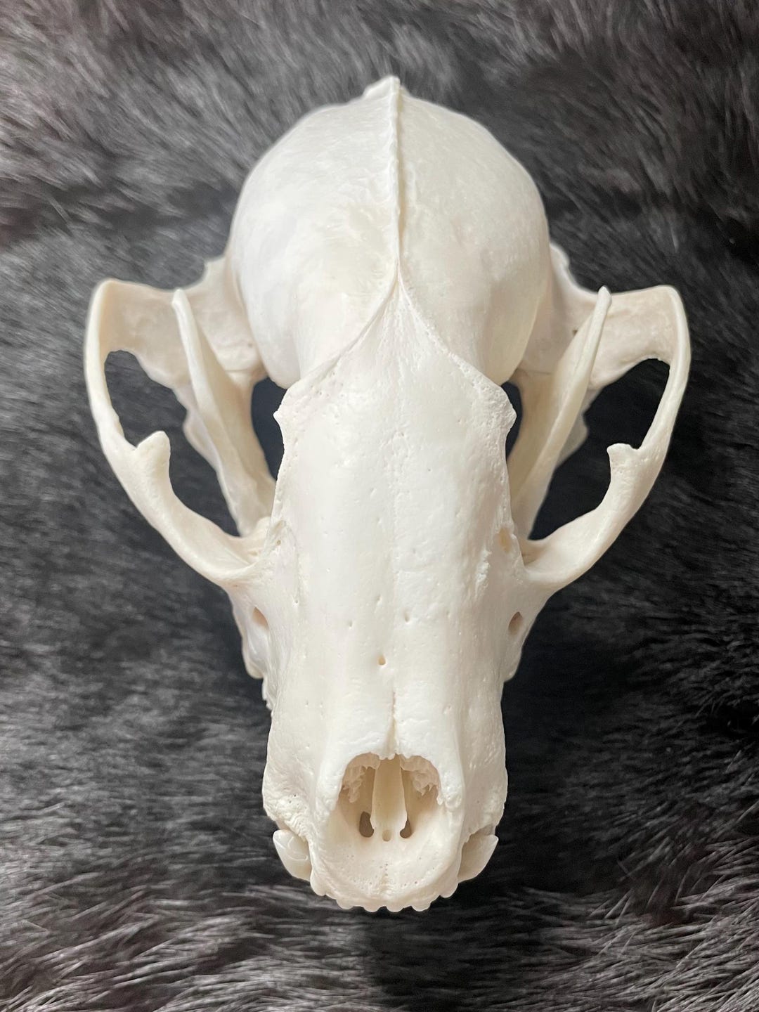 Real Craft Grade Raccoon Skull - Etsy