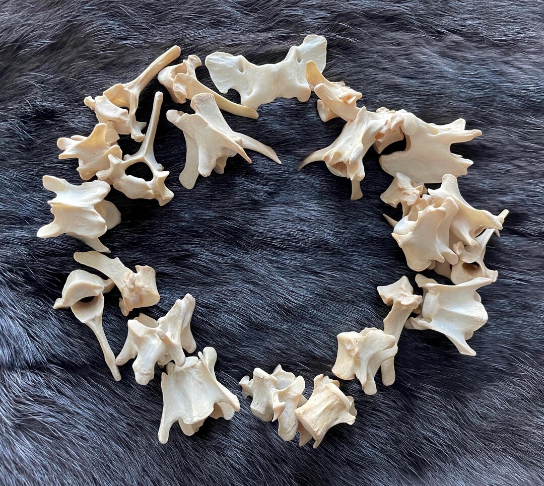 Fox Vertebrae Lot of 24 - Etsy