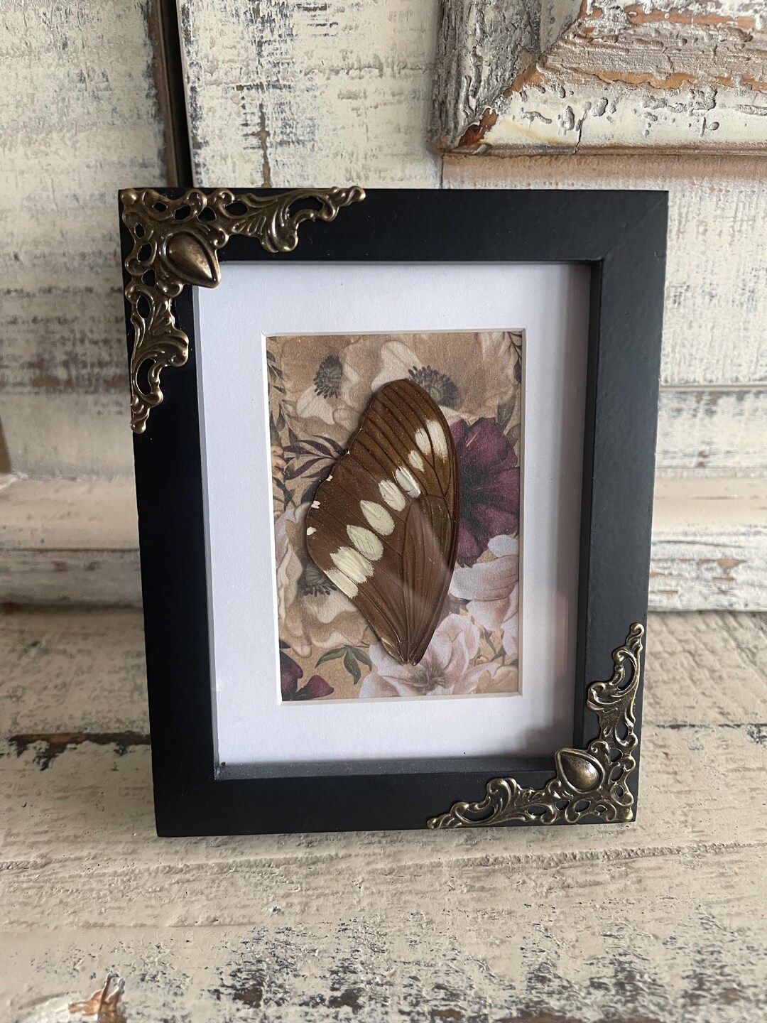 Real Framed Butterfly Wing - Etsy