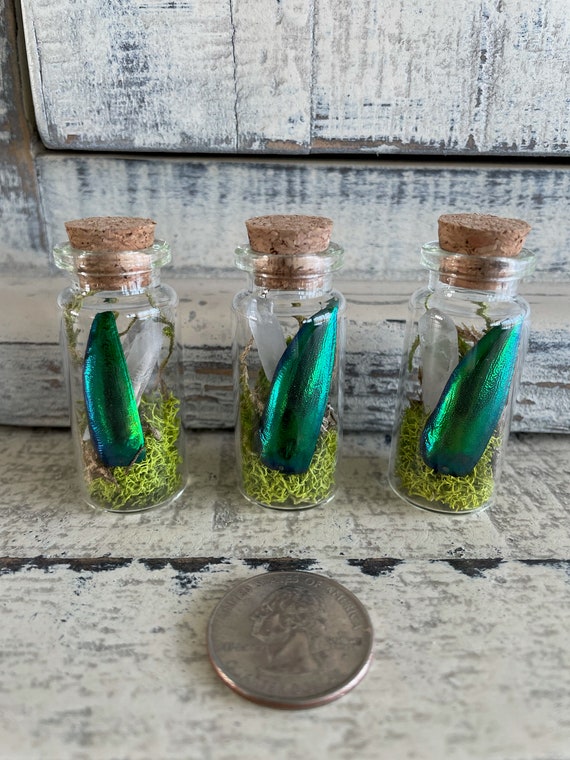 Jewel Beetle Oddity Bottle With Moss and Quartz - Etsy