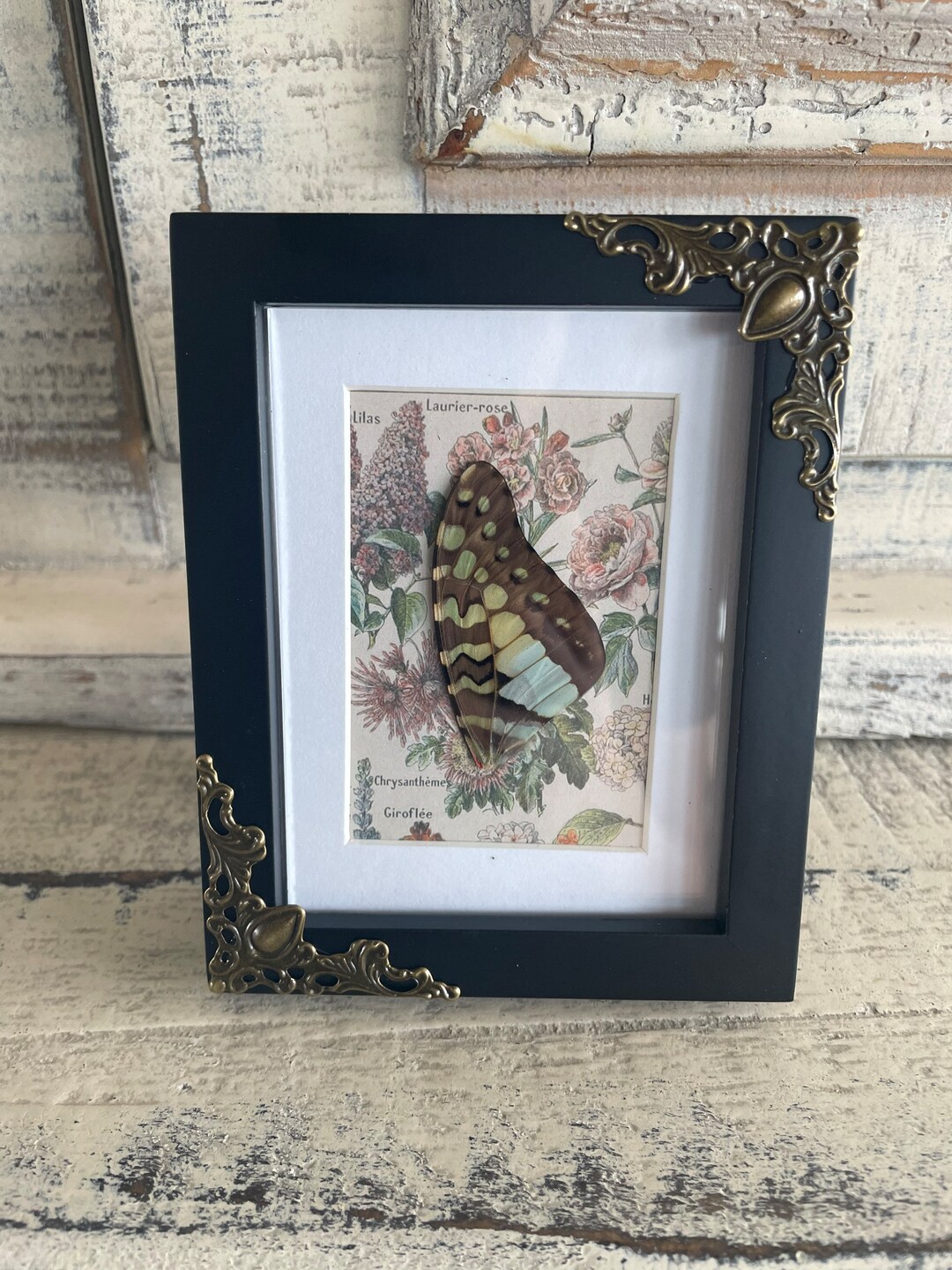 Real Framed Butterfly Wing - Etsy