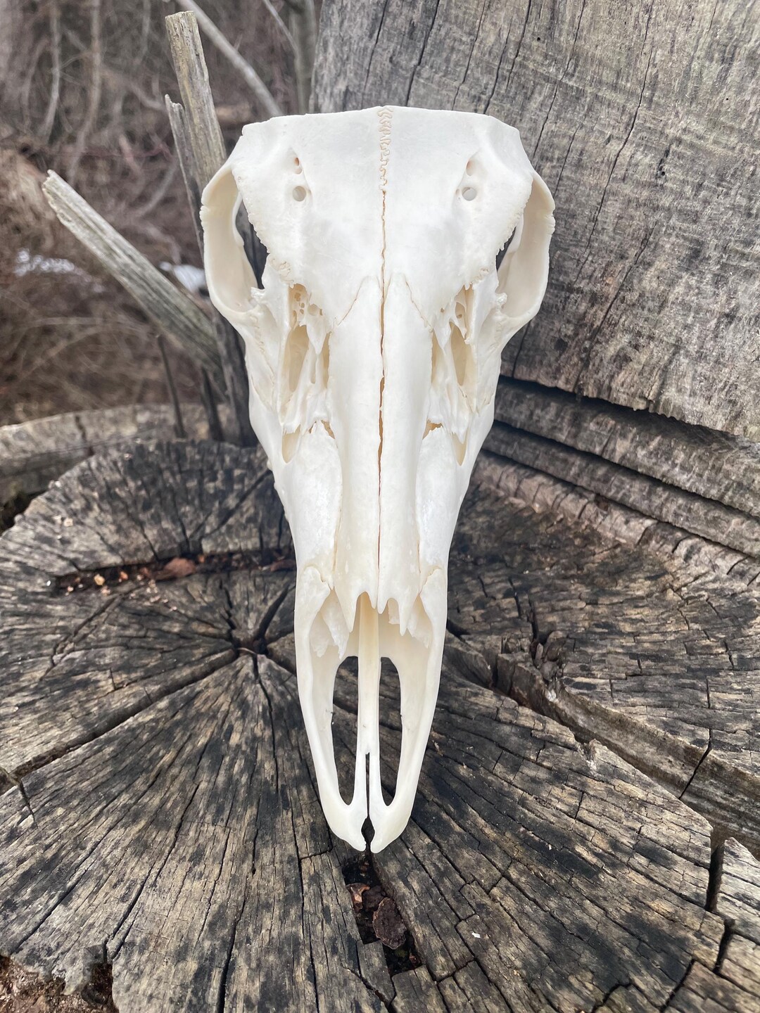 Real Craft Grade Deer Skull Ethically Sourced - Etsy