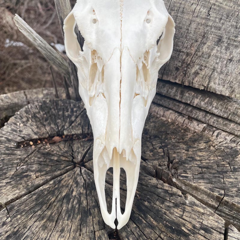 Real Animal Skull - Etsy