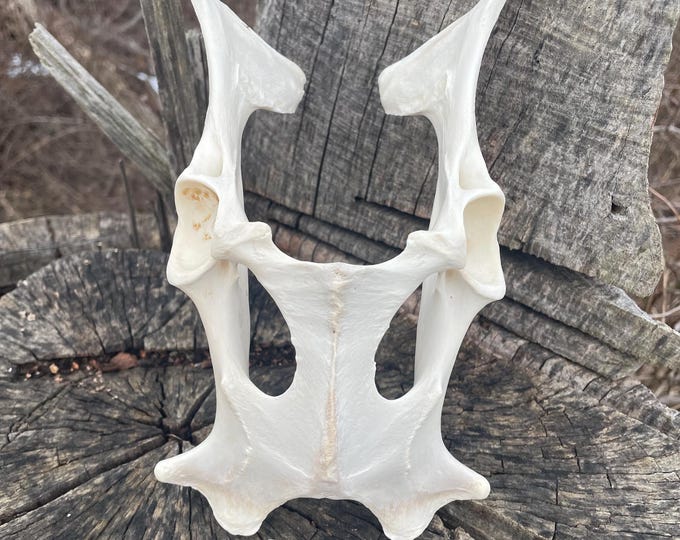 Real Deer Pelvis - Etsy