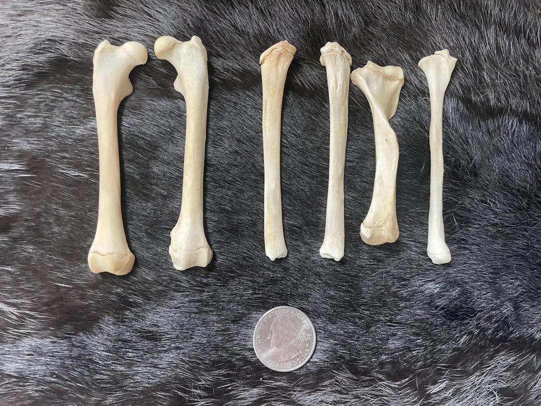 Craft Grade Opossum Leg Bones Lot of 6 - Etsy