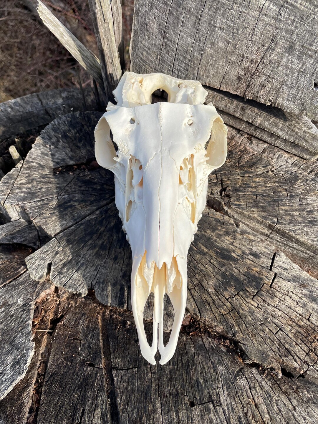 Real Craft Grade Deer Skull Ethically Sourced - Etsy