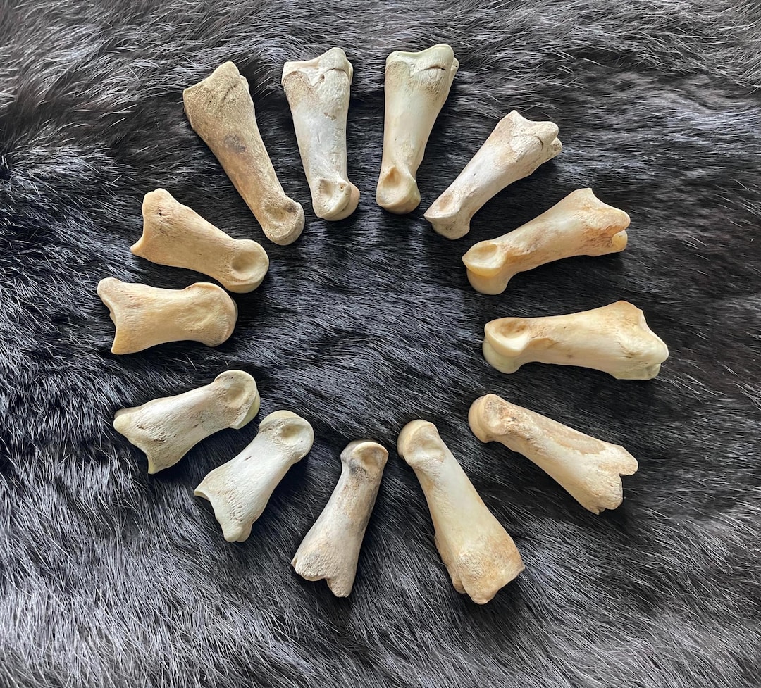 Lot of 13 Real Deer Toe Bones! Ethically Sourced Craft Bones - Etsy