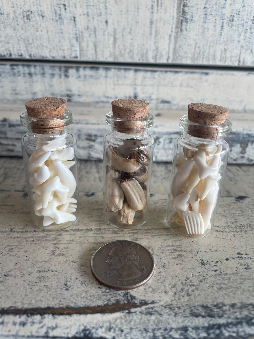 Real Animal Teeth Oddity Bottle - Etsy