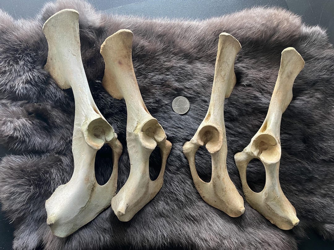Real Nature Cleaned Deer Hip Bones Lot of 4 - Etsy