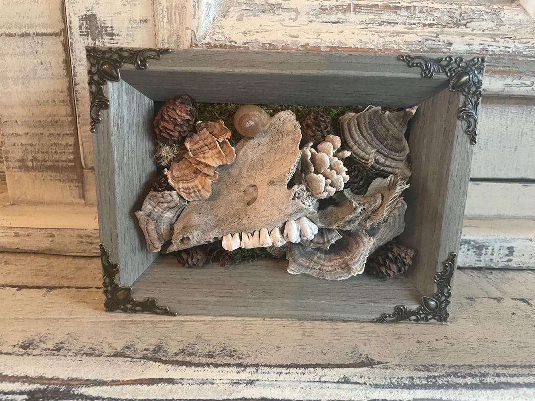 Forest Frame With Pig Skull Natural Bone Art - Etsy