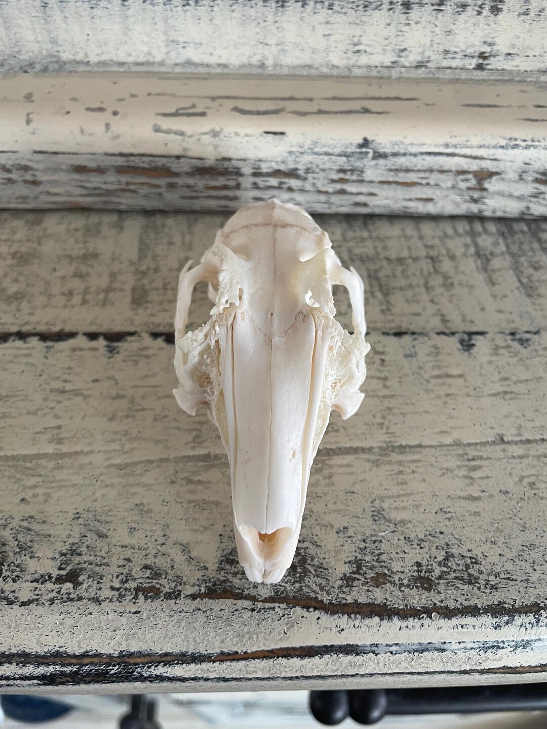 Craft Grade Rabbit Skull - Etsy