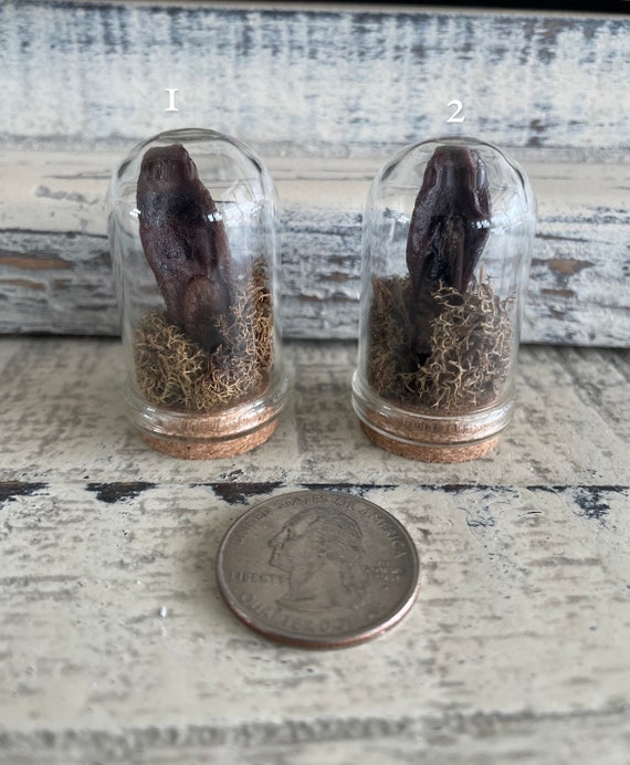 Real Mummified Rabbit Tongue Display | Etsy
